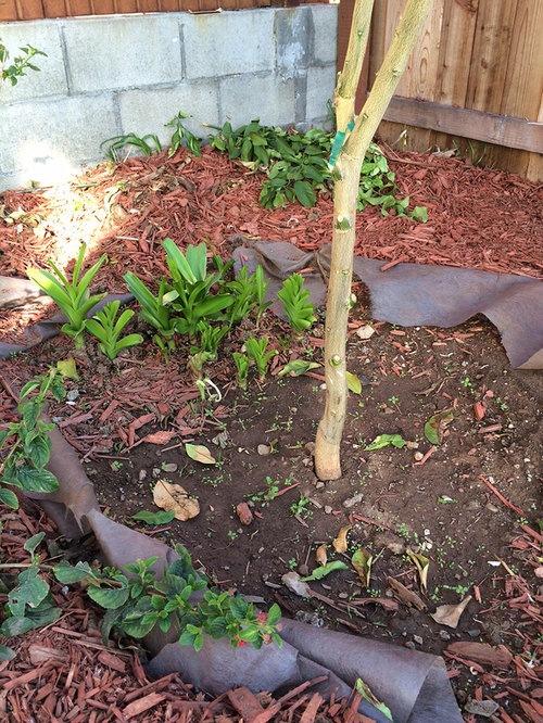 Controlling Weed/Plant around Lemon Tree