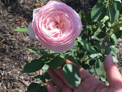 Kordes Parfuma-First Crush on sale. And other rose ramblings....