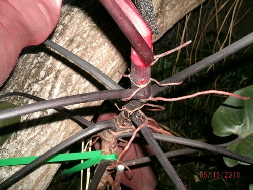 Will Stem Cuttings From The 'Pink Princess' Grow From Aerial Roots??