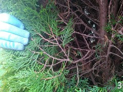 Arborvitae Care For Fallen Needles | Houzz Forum