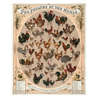 Fowl Portraits Print, 16" x 24" - Contemporary - Prints And Posters ...