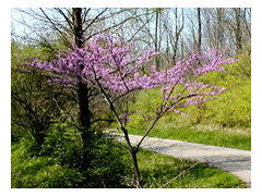 Small airy tree for backyard birdwatching