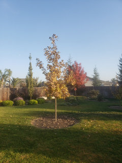 Quercus Urban Pinnacle oak tree