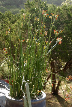 Can someone ID tall skinny succulent? | Houzz Forum