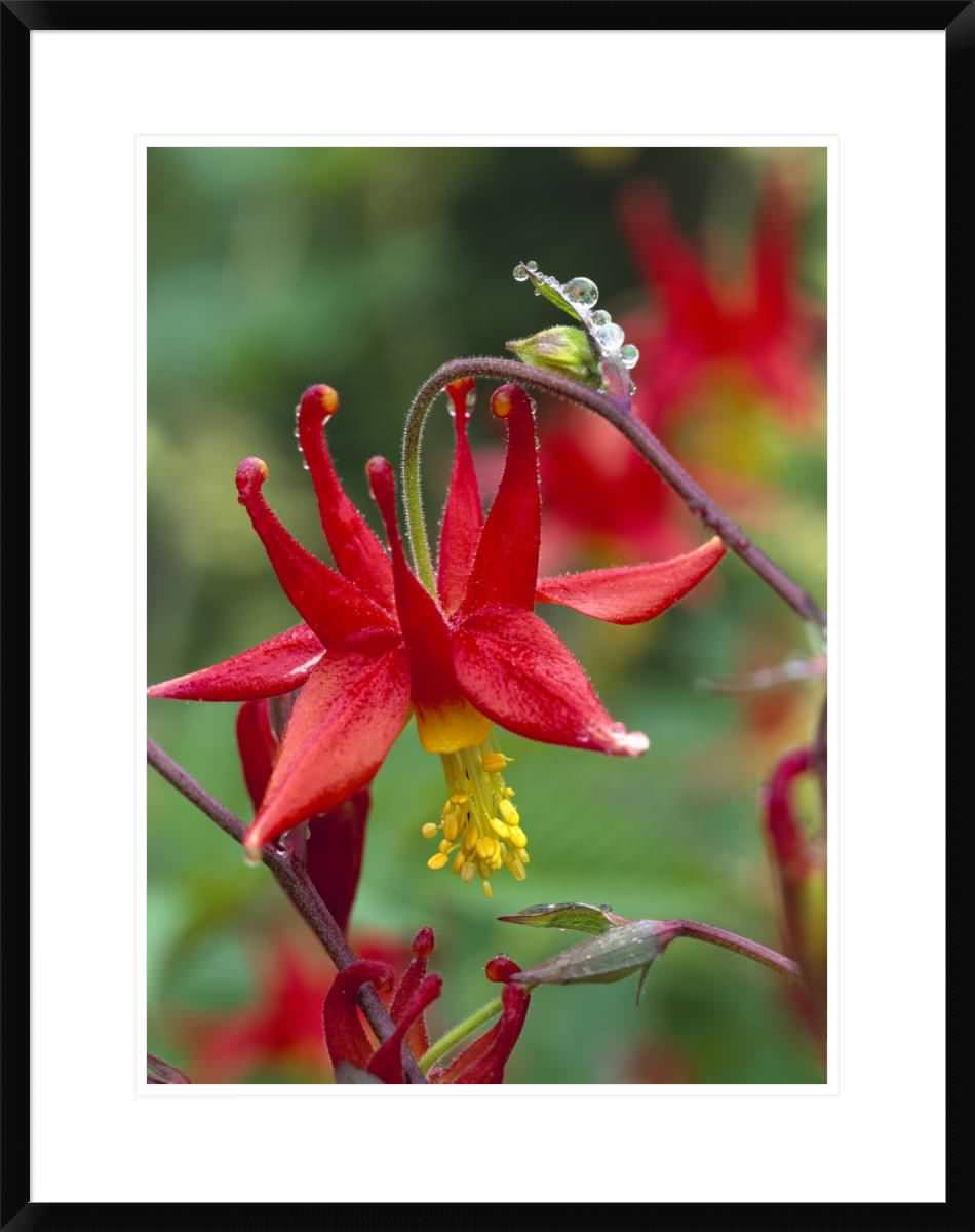 "Wild Columbine with drops of dew, North America" by Tim Fitzharris ...