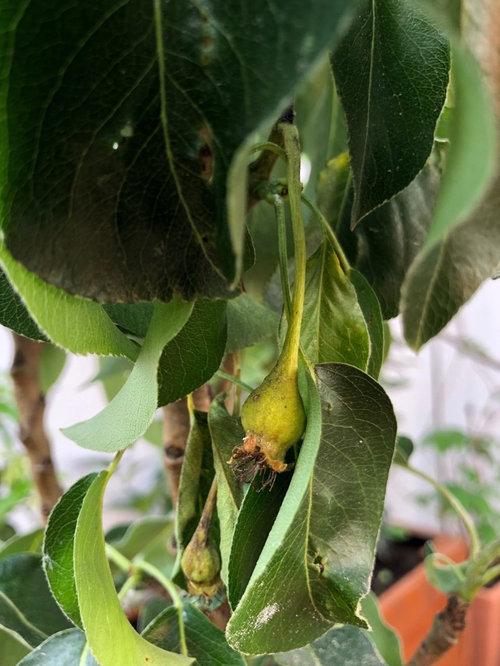 Help with pear tree