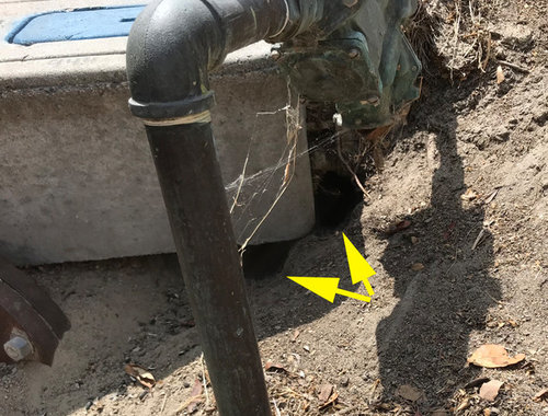 Rodent digging - Can you tell me what kind?