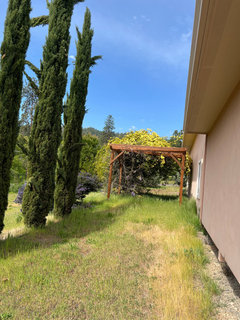Lady Banks, Oh My! | Houzz Forum