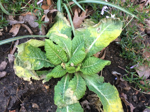 Primrose Problems | Houzz Forum