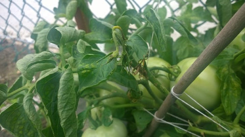 Help: Tomato leaves curling and flowers drying up