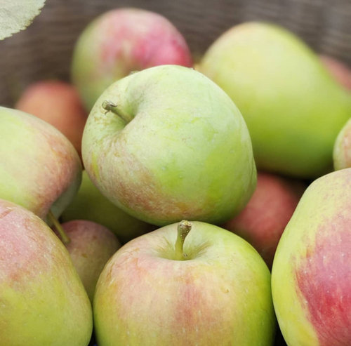 Anna apples turning red prematurely | Houzz Forum
