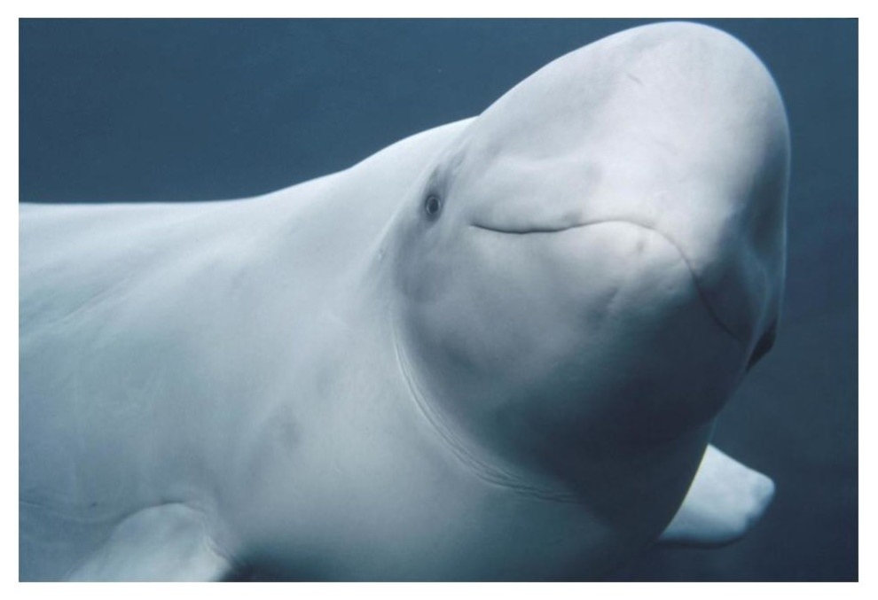 "Beluga, Vancouver Aquarium, Canada" Paper Print by Flip Nicklin, 20 ...
