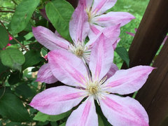 2019 Clem flower show