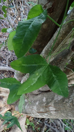 3-Lobed Leaf Vine?