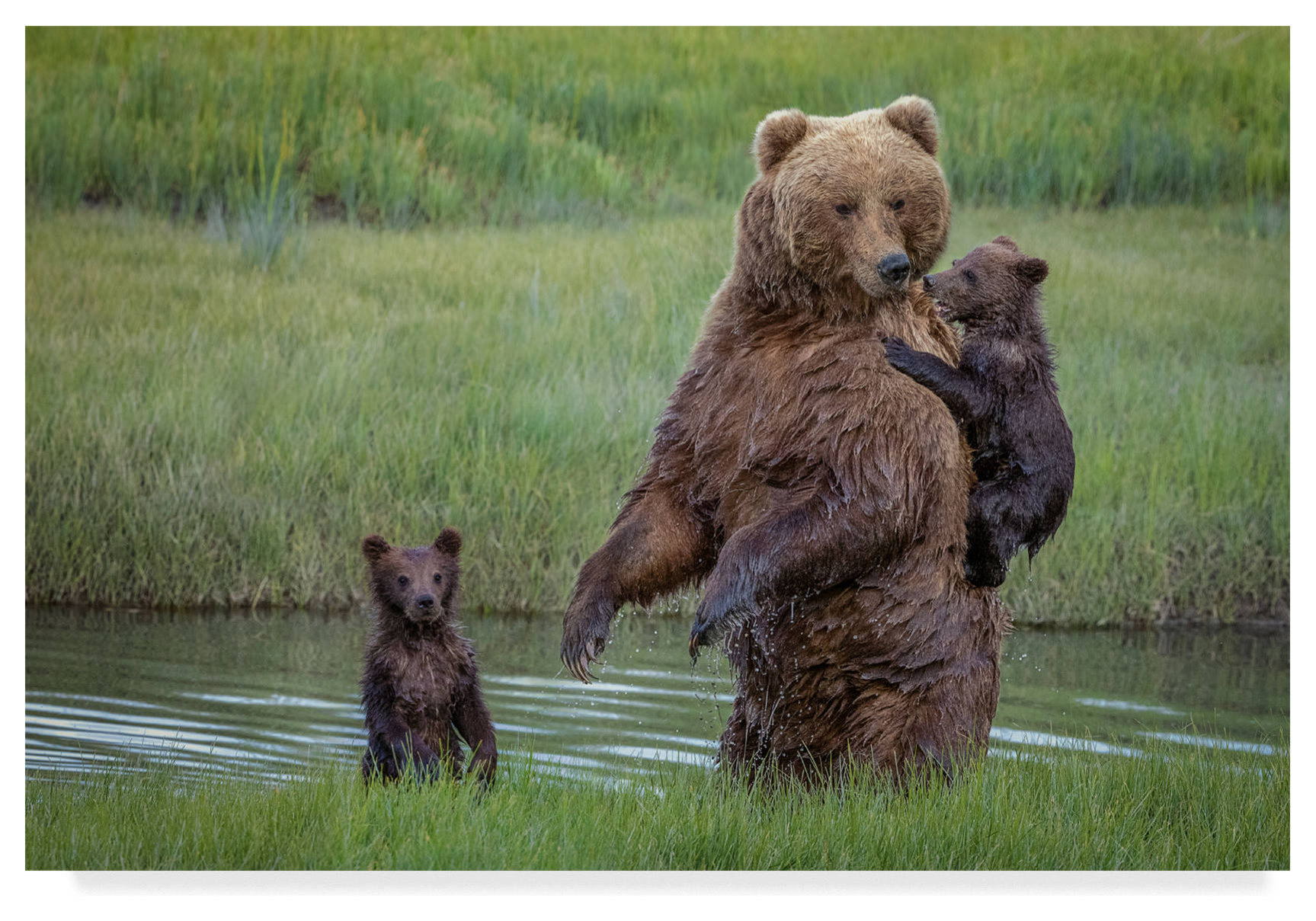 Renee Doyle 'Standing Proud' Canvas Art, 32"x22" - Rustic - Prints And ...