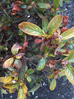 Azalea Chlorosis