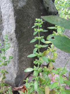 Is there a weed/wildflowere that smells like licorice? | Houzz Forum