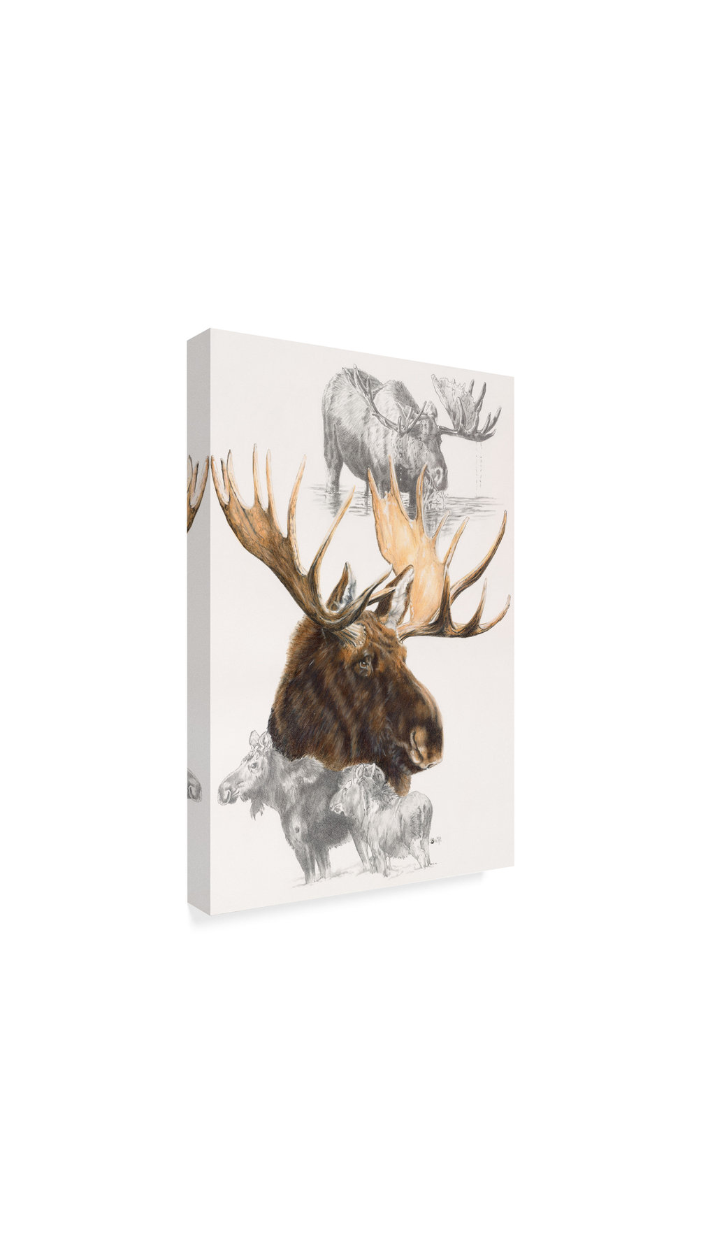 "Moose" by Barbara Keith, Canvas Art, 22"x32" - Rustic - Prints And ...