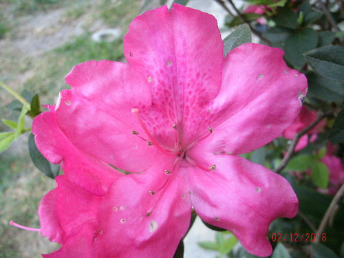 Can you identify my Azalea?