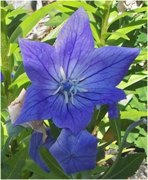 What is the 6-pointed purple flower?
