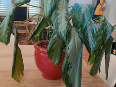 Drooping Chinese evergreen please help! | Houzz Forum