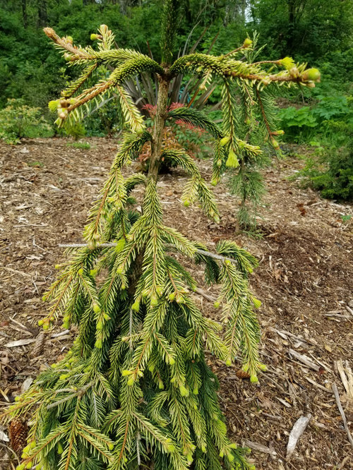 Spring Conifer Buds | Houzz Forum