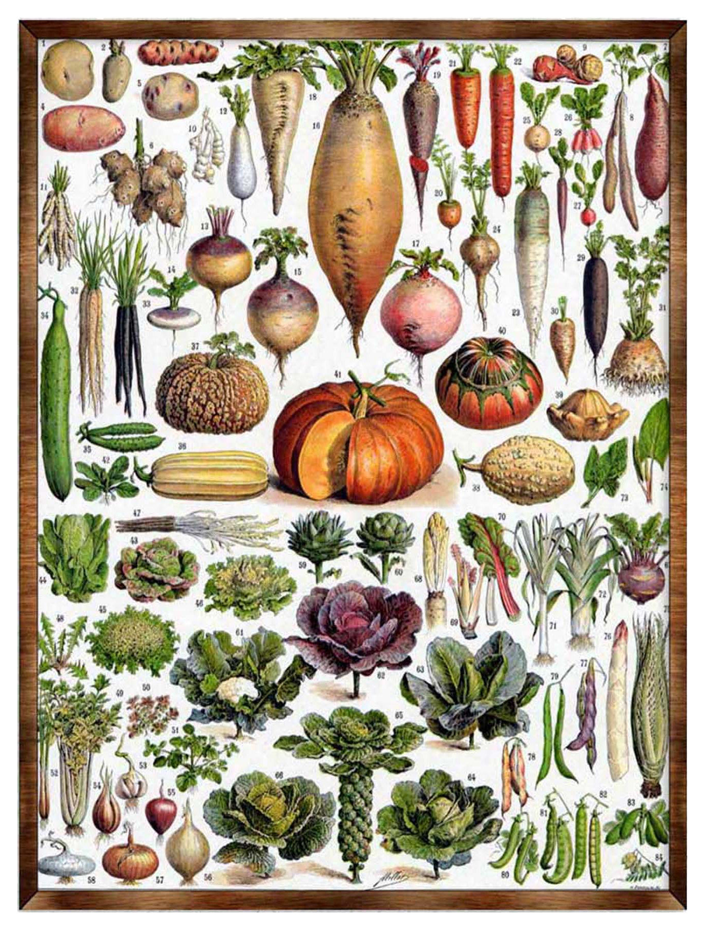 Kids Educational Poster With Root Vegetables Wooden Decor Classroom ...