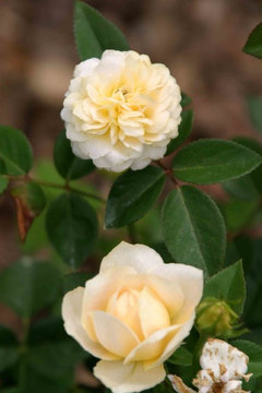 Fragrant roses by color: YELLOW