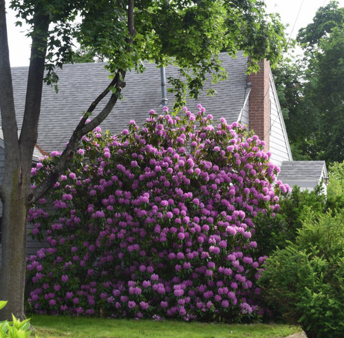 Choosing Broadleaf Evergreens for deep shade?