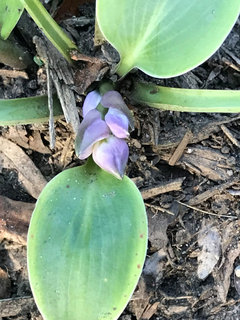 Bloodline is going to flower!