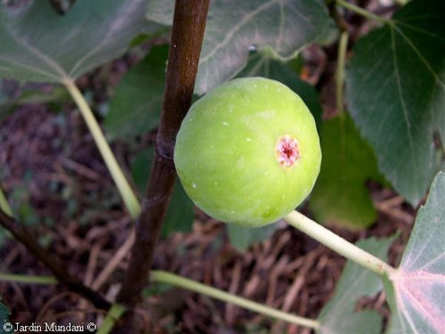Mundani Botanical Garden
