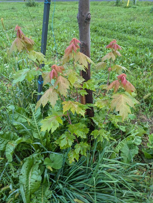 Need help with young maple trees