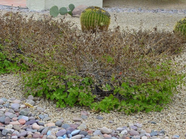 Got Frost-Damaged Plants? How It Happens, and When and How to Prune