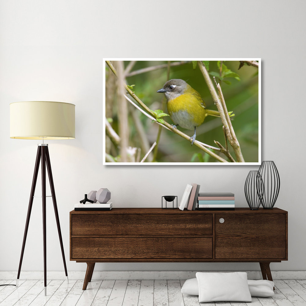 "Common Bush-Tanager, Costa Rica" Digital Paper Print by Steve Gettle ...