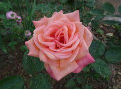 Jessica Hybrid Tea Rose