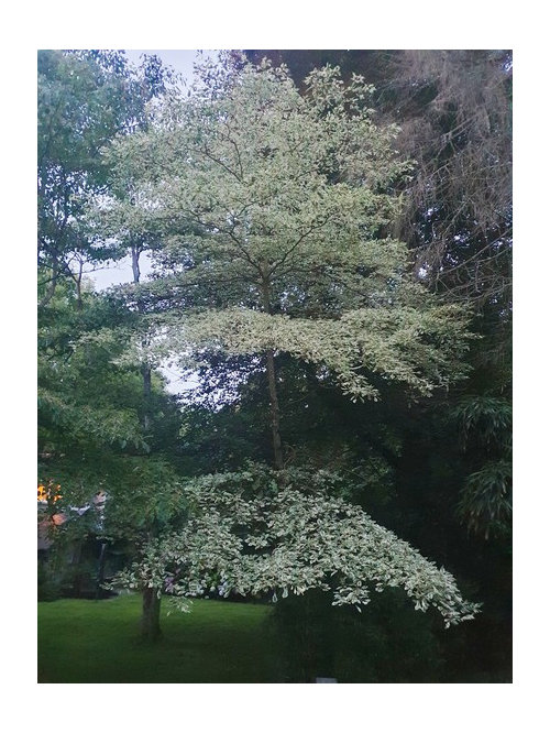 Cornus controversa 'Variegata'
