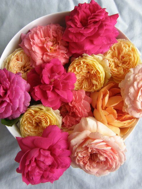 New roses in your garden & old favorites?