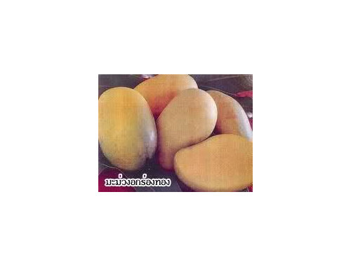 Thai mango varieties