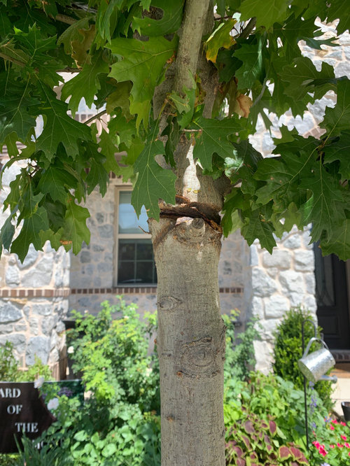 Wire scars on tree from staking, help!