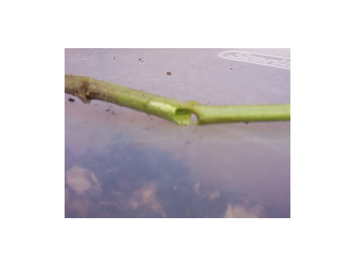 Hole Chewed Through Tomato Plant Stem