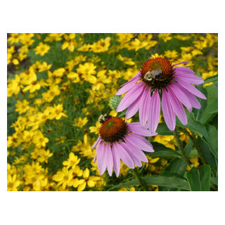 Purple Coneflower + Threadleaf Coreopsis - Landscape - DC Metro - by ...