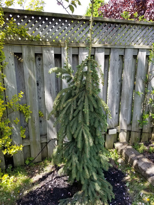 Multi-leader weeping white spruce