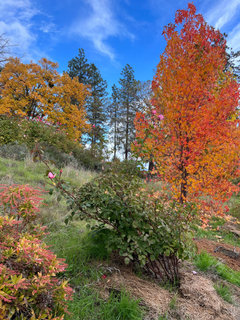 OT "Fall color" in your garden