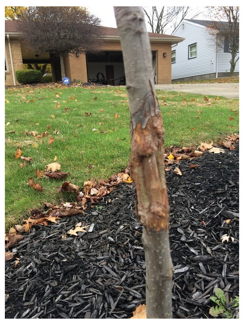 Cleveland Pear Disease?