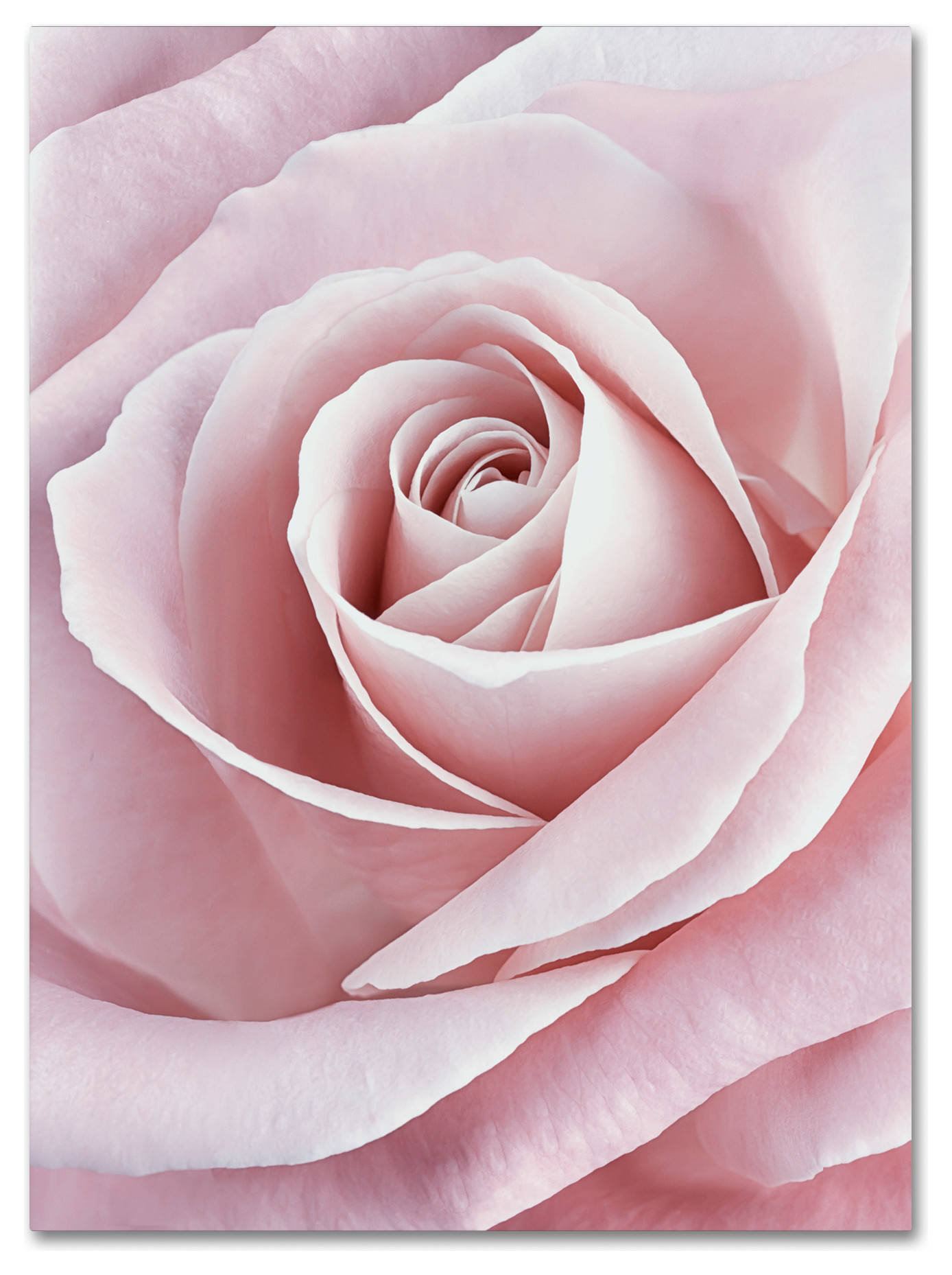 Cora Niele 'Pink Rose' Canvas Art, 47 x 35 - Contemporary - Prints And ...