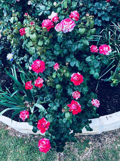 2019 USA New Rose Introductions | Houzz Forum