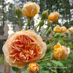 Help with selecting my first Amber rose bush