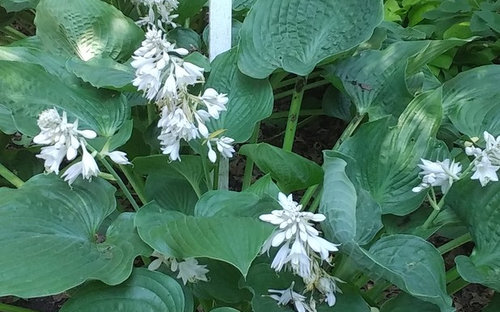 Trip to Fox Hosta Farm