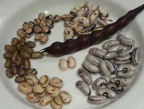 This year's striped beans