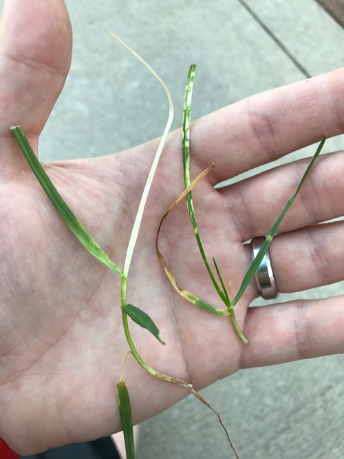 white grass patches (w/ pics) | Houzz Forum